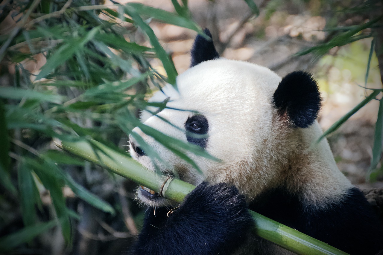 Panda Wielka – ciekawostki z okazji Dnia Pandy