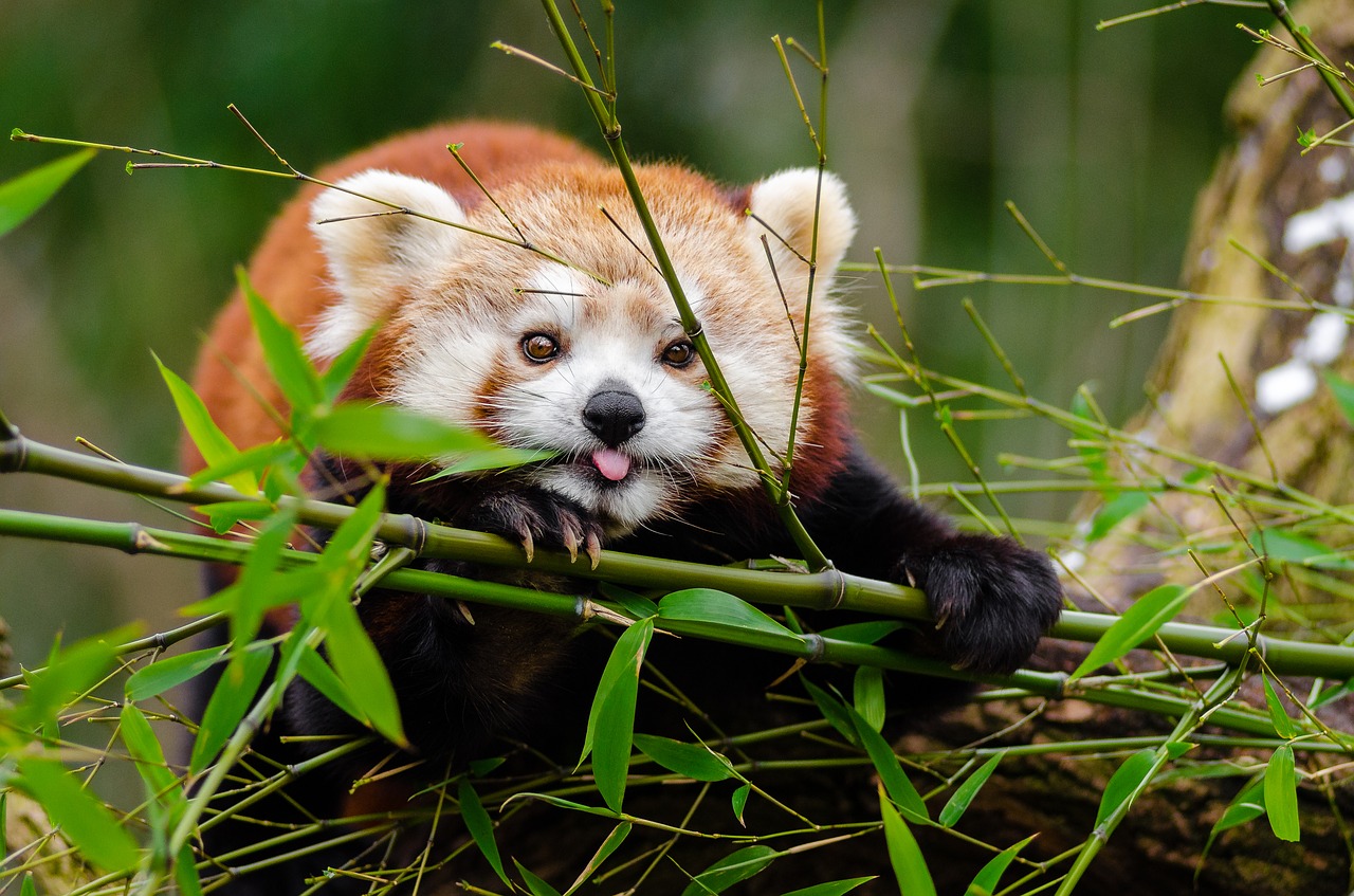 Panda Wielka – ciekawostki z okazji Dnia Pandy